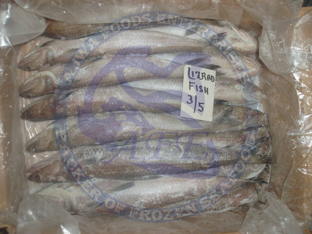 Lizard Fish | Ajwa Foods Enterprises - Frozen Seafood Supplier Pakistan