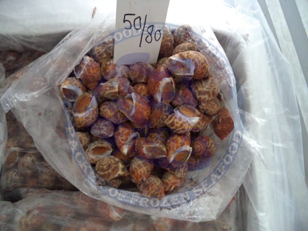Top Shell / Baigai / Baby Lonia | Ajwa Foods Enterprises - Frozen ...